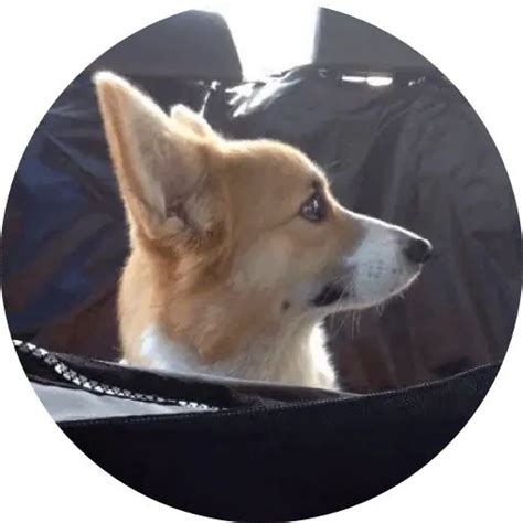 “django” Stickers Set For Telegram