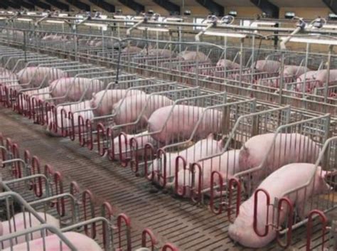 В Рязанской области открылся новый свинокомплекс за 5 млрд рублей Zavodfoto — Livejournal