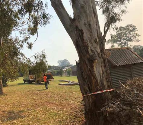 Arborist Australia Emergency Tree Lopping Trimming Removal Service