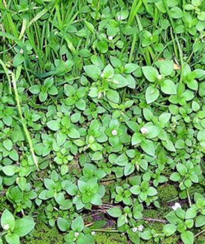 Broadleaf Weeds Lawnpride Australia