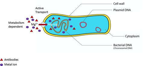 Schematic Diagram Of Bacteria Showing Metabolism Dependent Absorption