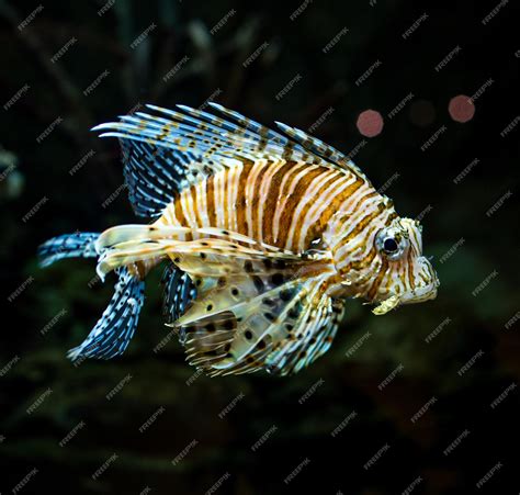 Premium Photo Pterois Radiata In An Aquarium On A Dark Background