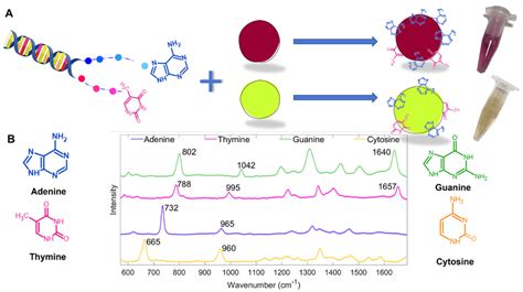 A A Typical Architecture Of The Dna Nucleobases Adenine And Thymine