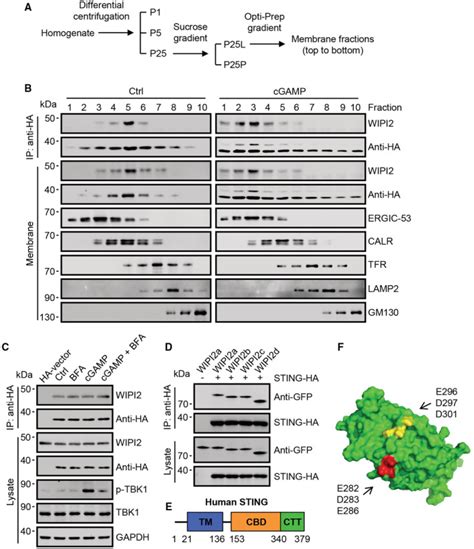 Sting Directly Recruits Wipi2 For Autophagosome Formation During Sting‐induced Autophagy Pmc