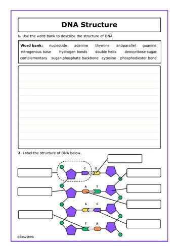 Dna Structure Answers Teaching Resources