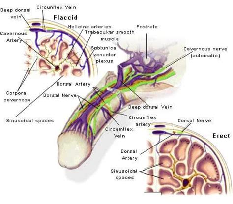 Diabetes India Physiology Of Penile Erection