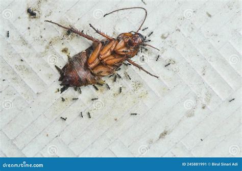 Dead Cockroach Lying On Its Back Cartoon Flat Vector Illustration Isolated On White Background