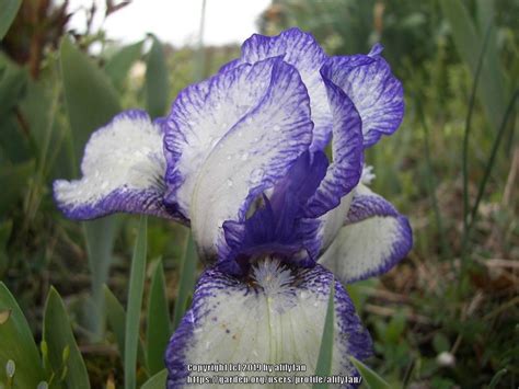 Standard Dwarf Bearded Iris Iris Stitch Witch In The Irises