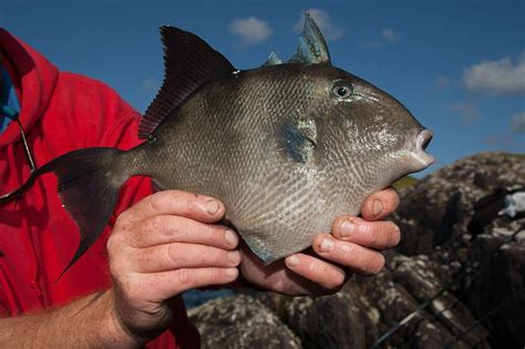Triggerfish Fishing How To Catch Triggerfish Talk Sea Fishing