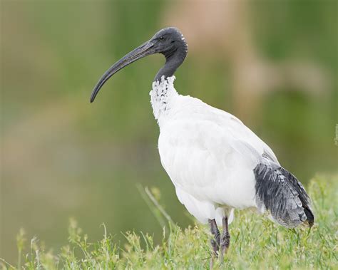 Biały Ibis