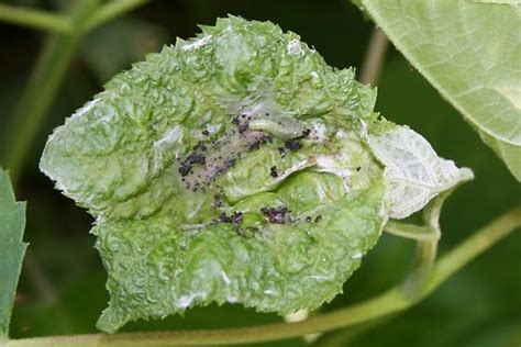 Hydrangea Leaf Curl Likely The ‘leaftier Caterpillar