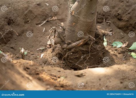 Cutting Roots From Trunk Tree Stock Image Image Of Ground Forestry