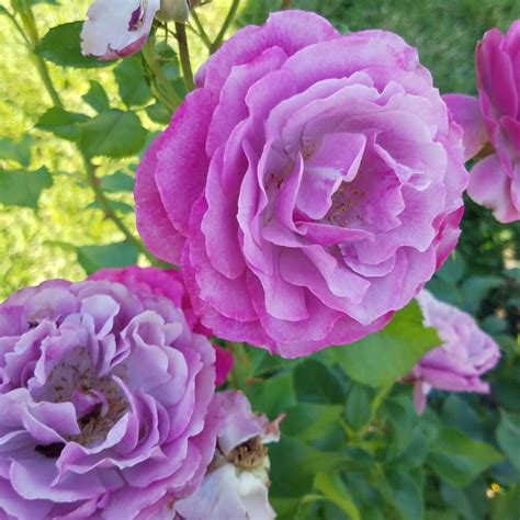 Troubleshooting Sex Cerebral Sexuality