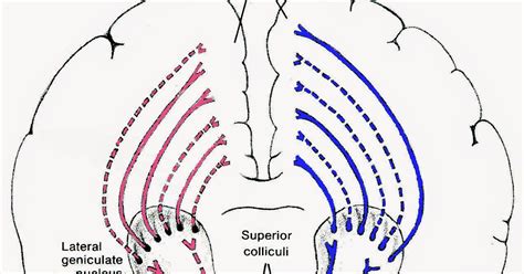 Deniz Yurets Homepage On The Emergence Of Visual Cortex Receptive Field Properties
