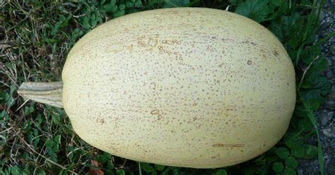 How And When To Pick Spaghetti Squash The Garden Magazine