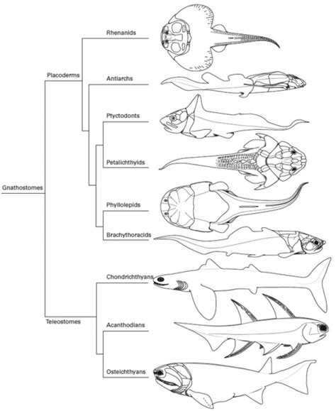 Palaeos Vertebrates Placodermi Overview