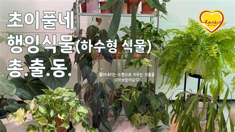 플랜테리어 하기 좋은 행잉식물들하수형 모아 보았어요 Youtube