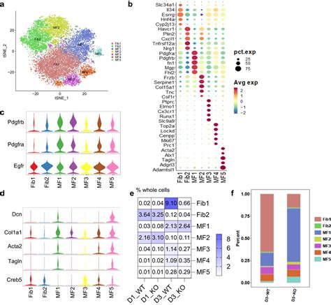 Fibroblast Egfr Deficiency Led To Decreased Expansion Of Specific