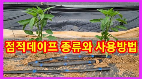 고추 심기전 꼭보세요 점적 테이프 종류와 사용방법~점적호스고추참외토마토 참외수박밭 물주기 관수관주 텃밭 주말농장 Youtube