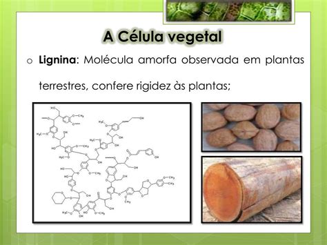 Ppt Universidade CatÓlica De GoiÁs Departamento De Biologia Bio 1620