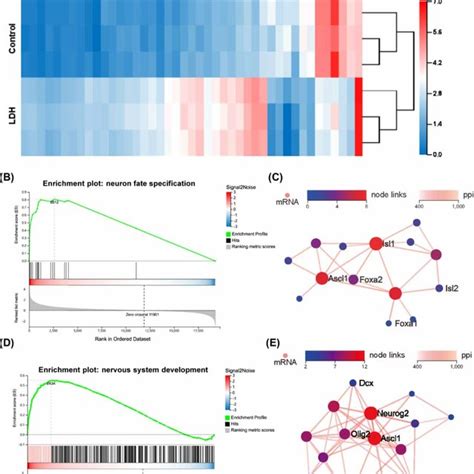 Transcriptome Analysis Of Ldh Treatment A Heat Map Depicting The