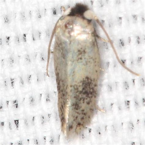 Moth Zimmermannia BugGuide Net