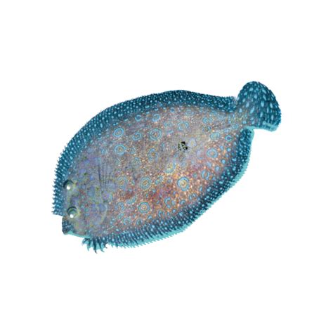 Peacock Flounder Reef Smart Guides