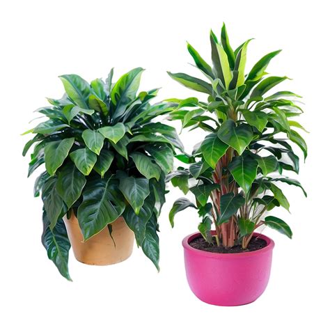 Download Bushy Plants Png 05042024