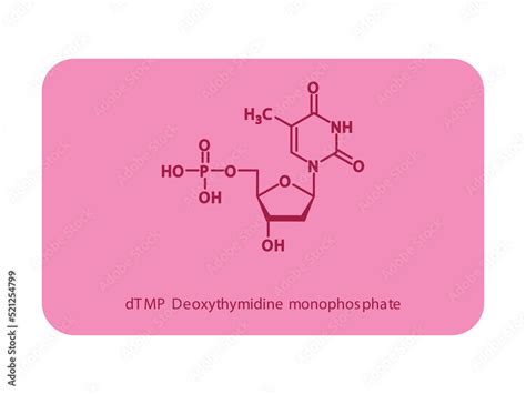 Dtmp Deoxythymidine Monophosphate Nucleotide Molecular Structure Diagram On White Background