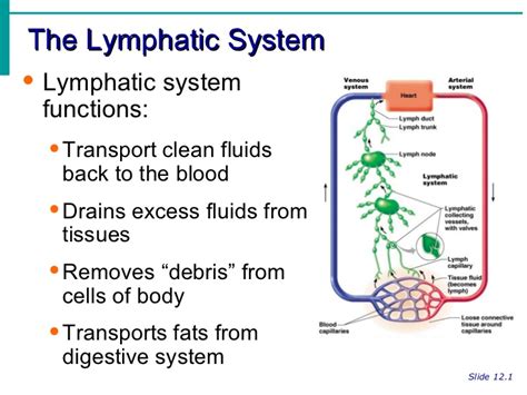 How To Move The Lymphatic System And The Life Saving Benefits Of The