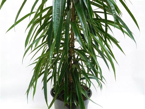 FIKUS ALII FICUS WĄSKOLISTNY 85cm - 7612629866 - oficjalne archiwum allegro