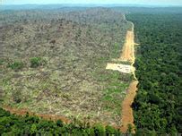 Brasil Intenta Detener La Deforestación En La Amazonía Burica Press