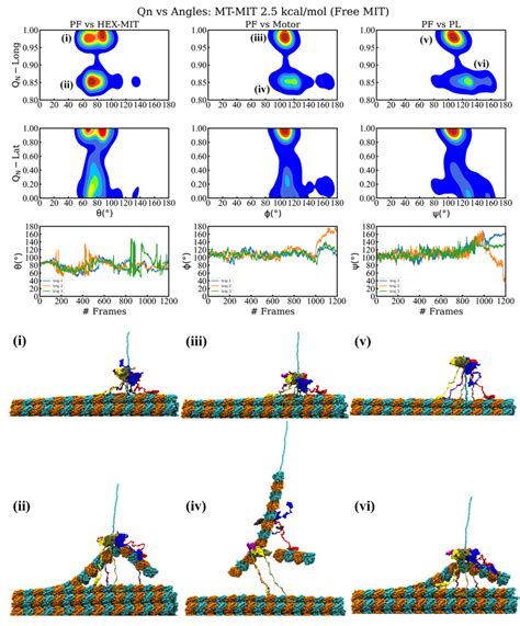 Wild Type Dhfr Substrate Orientation At The Clpy Pore Lumen In