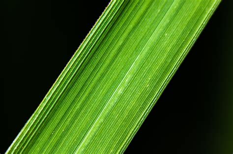 그린의 근접 촬영 자연 보기 잎 텍스처 복사 공간 배경 자연 녹지 식물 조 경 생태 신선한 벽지 개념으로 사용 하 여 정원에서