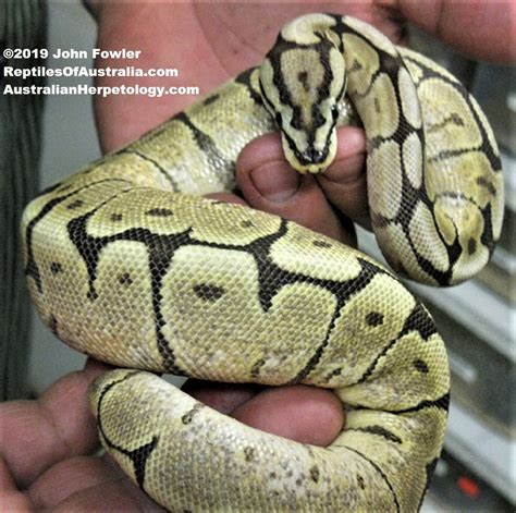 Ball Python Python Regius