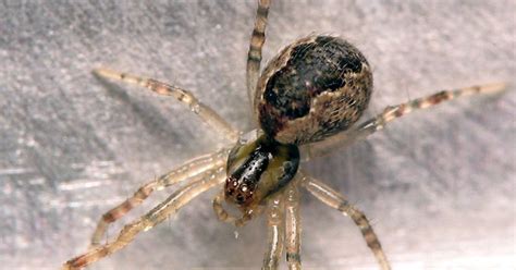 Spider Sex Play Speeds Up Successful Mating Wired