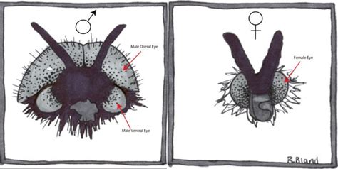 sex differences in sensory systems alchetron the free social