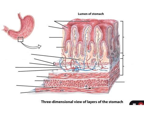 Lumen Of Stomach Quiz