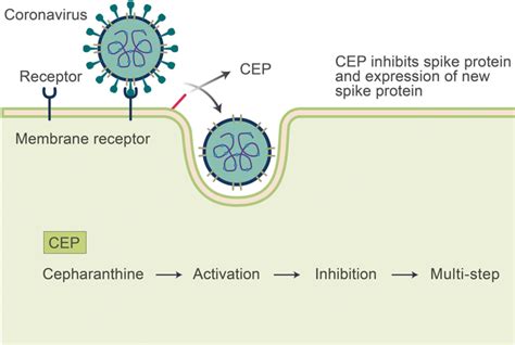 The Mode Of Action Of Cepharanthine Cep Download Scientific Diagram