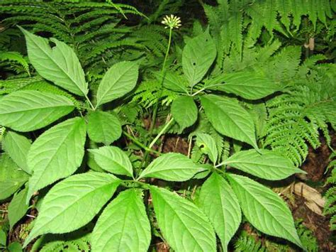 トチバニンジン 高山植物図鑑 登山道の花