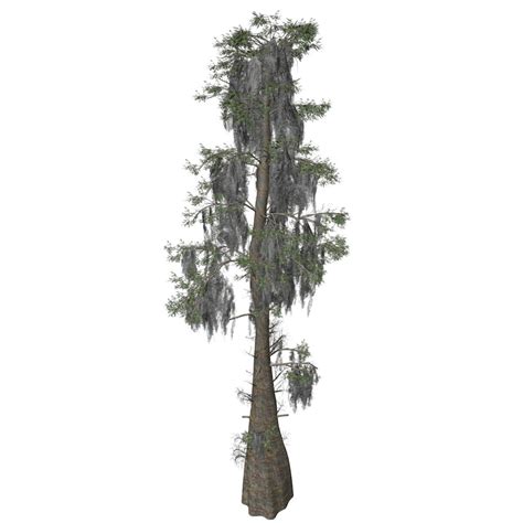 Bald Cypress Tree 01 3d Model By Antoniokowatsch
