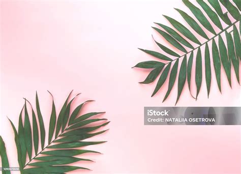 열 대 야의 가벼운 텍스처에 나뭇잎 분홍색 배경에 크리에이 티브 열 대 잎입니다 0명에 대한 스톡 사진 및 기타 이미지 0명 계절 꽃무늬 Istock