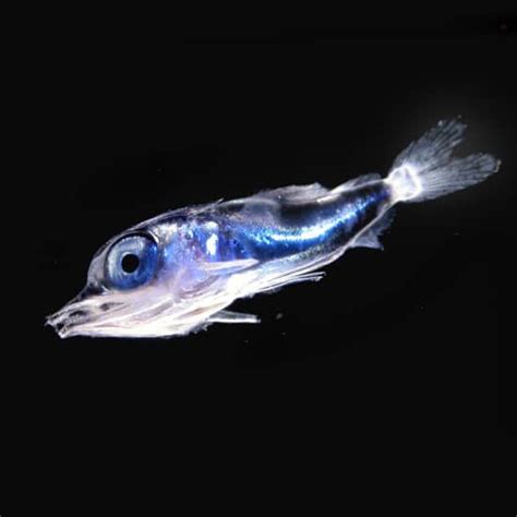 🚩 Рыба меч: описание, где обитает и чем питается