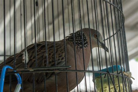 Bird Control Safe Humane Bird Deterrents That Work