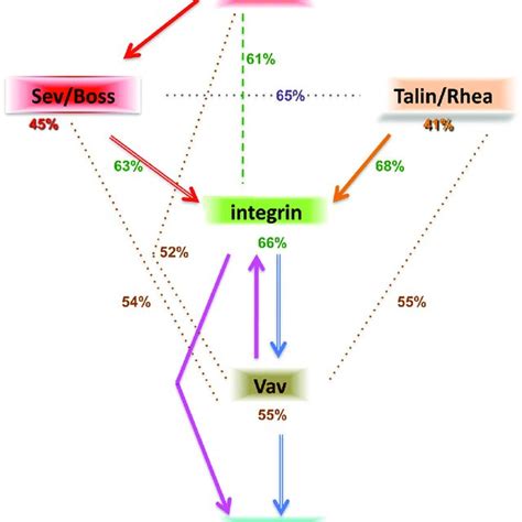 Schematic Diagram Of Genetic Interactions Among The Key Players Download Scientific Diagram