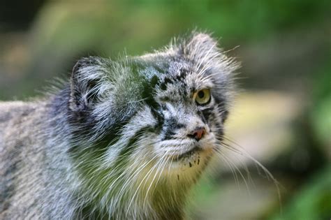 Definitive Guide To Pallass Cat Facts Habitat Conservation Status