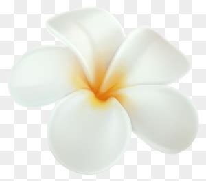 Temple Flower Png Clipart Temple Flower Png Clipart