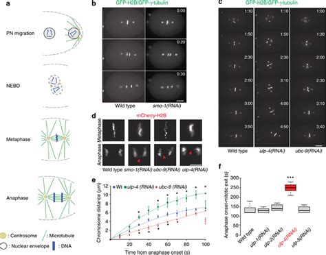 The Sumo Conjugation Pathway Is Essential For Mitotic Chromosome