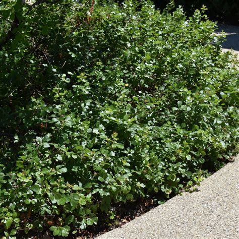 Gro Low Fragrant Sumac Indy Plants