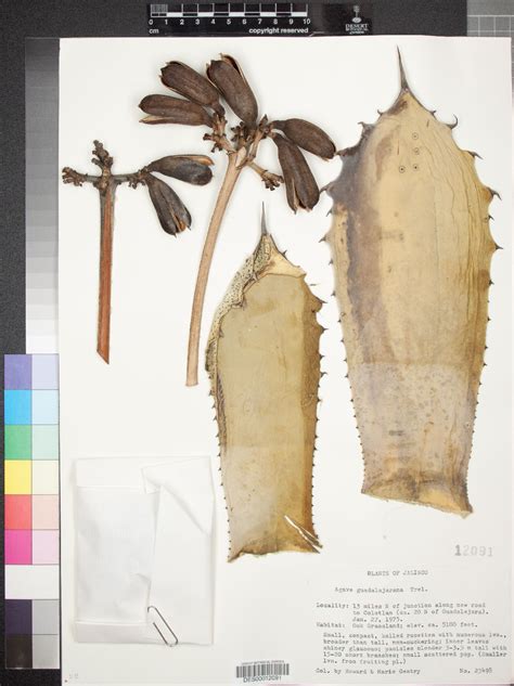 Seinet Portal Network Detailed Collection Record Information